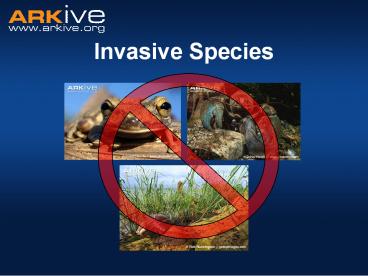 PPT – Invasive Species PowerPoint presentation | free to view - id ...