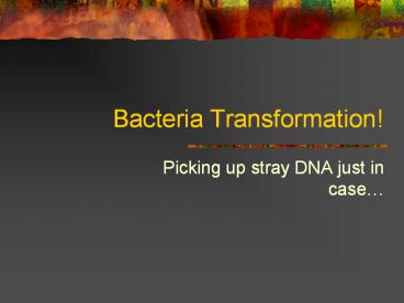 PPT – Bacteria Transformation! PowerPoint presentation | free to view ...