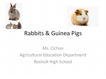 Rabbits presentation | free to view