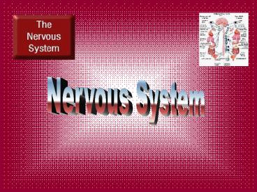 PPT – Nervous System PowerPoint presentation | free to view - id ...