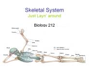 PPT – The Skeletal System Third Grade Science Class PowerPoint ...