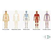 PPT – Circulatory System PowerPoint presentation | free to view - id ...