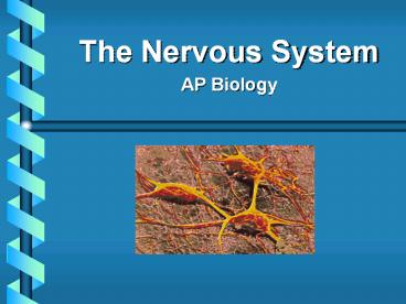 PPT – The Nervous System PowerPoint presentation | free to view - id ...