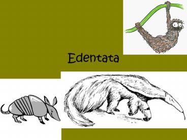 PPT – Edentata PowerPoint presentation | free to view - id: 7305bd-ZDJmM