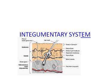 INTEGUMENTARY SYSTEM presentation | free to view