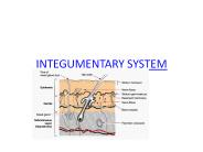 PPT – The Anatomy of the Integumentary System-Skin PowerPoint ...