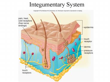 Ppt Unit 5 The Integumentary System Powerpoint