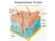 PPT – The Integumentary System PowerPoint presentation | free to ...