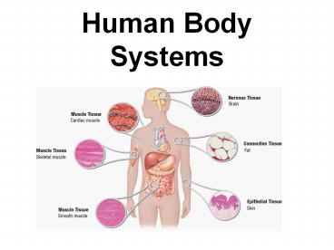 PPT – Human Body Systems PowerPoint presentation | free to view - id ...