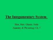 PPT – The Anatomy of the Integumentary System-Skin PowerPoint ...