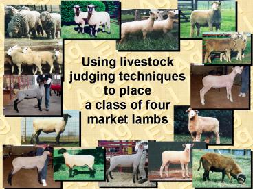 Using livestock judging techniques to place a class of four market ...