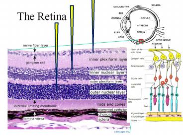 PPT – The Retina PowerPoint presentation | free to download - id ...