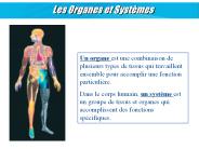 PPT – Les muscles PowerPoint presentation | free to view - id: 2a1484-OWQ5N