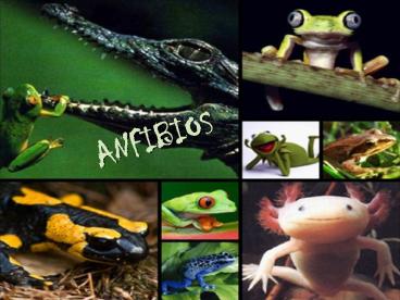 PPT – ANFIBIOS PowerPoint presentation | free to view - id: 746ea1-ZGM5Z