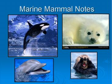 Marine Mammal Notes presentation | free to download