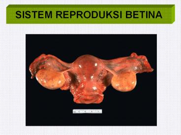 SISTEM REPRODUKSI BETINA presentation | free to download