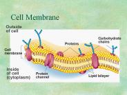 PPT – Cell Membrane Transport PowerPoint presentation | free to ...