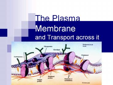PPT – The Plasma Membrane and Transport across it PowerPoint ...
