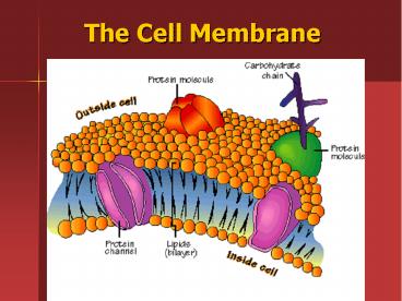 PPT – The Cell Membrane PowerPoint presentation | free to download - id ...