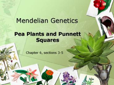 PPT – Mendelian Genetics PowerPoint presentation | free to view - id ...