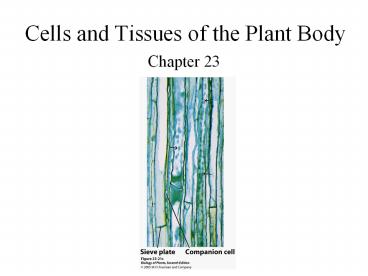 Ppt Cells And Tissues Of The Plant Body Powerpoint Free Morphology Of