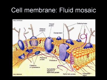 Cell membrane: Fluid mosaic presentation | free to view