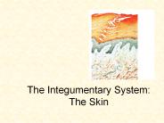 PPT – The Anatomy of the Integumentary System-Skin PowerPoint ...