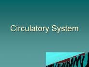 PPT – Circulatory System PowerPoint presentation | free to view - id ...