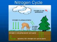 PPT – The Nitrogen Cycle PowerPoint presentation | free to download ...