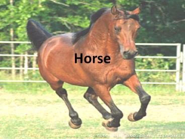 PPT – Horse PowerPoint presentation | free to view - id: 75fd12-OWNkO