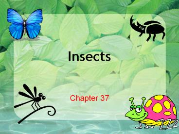 Insects presentation | free to download