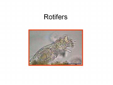 PPT – Rotifers PowerPoint presentation | free to view - id: 7656de-YjQwM