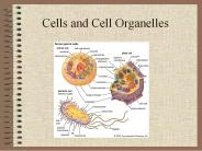 PPT – Animal Cells and Plant Cells PowerPoint presentation | free to ...