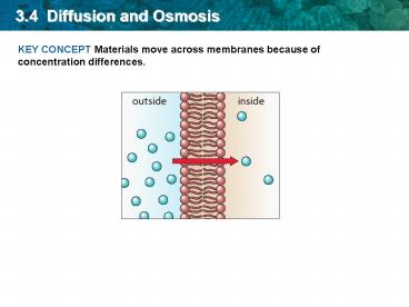 PPT – 3.4 Diffusion and Osmosis PowerPoint presentation | free to ...