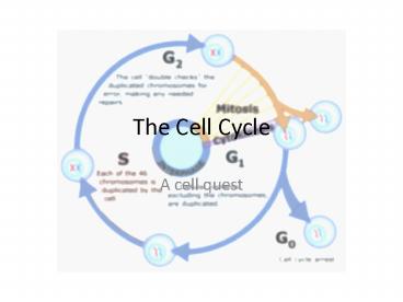 PPT – The Cell Cycle PowerPoint presentation | free to download - id ...