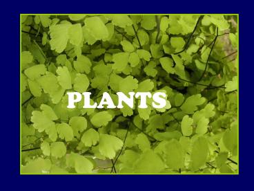 PPT – PLANTS PowerPoint presentation | free to view - id: 76c580-OWI5Z