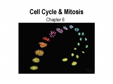 Cell Cycle presentation | free to view
