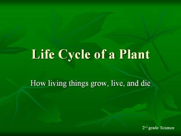 Life Cycle of a Plant presentation | free to view