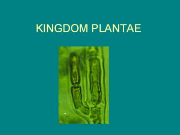 KINGDOM PLANTAE presentation | free to view