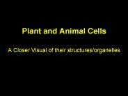 PPT – Animal Cells and Plant Cells PowerPoint presentation | free to ...