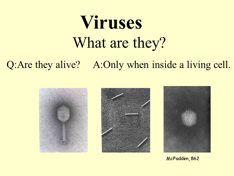 PPT – Viruses PowerPoint presentation | free to download - id: 76deff-MjU5Z