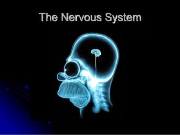 PPT – The Nervous System PowerPoint presentation | free to download ...