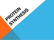 PPT – PROTEIN SYNTHESIS PowerPoint presentation | free to view - id ...