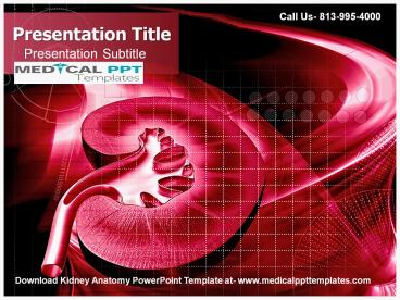 PPT – Kidney Anatomy PowerPoint Template PowerPoint presentation | free ...