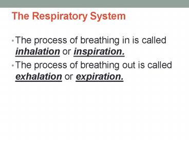 PPT – The Respiratory System PowerPoint presentation | free to download ...