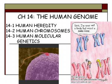 CHAPTER 14 THE HUMAN GENOME presentation | free to view