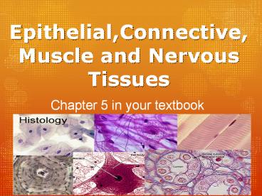 PPT – Epithelial,Connective,Muscle and Nervous Tissues PowerPoint presentation | free to ...