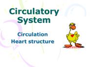 PPT – Circulatory System PowerPoint presentation | free to view - id ...
