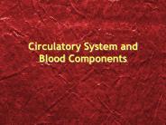 PPT – Circulatory System PowerPoint presentation | free to view - id ...