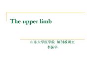 PPT – ANATOMY OF THE UPPER LIMB PowerPoint presentation | free to view ...